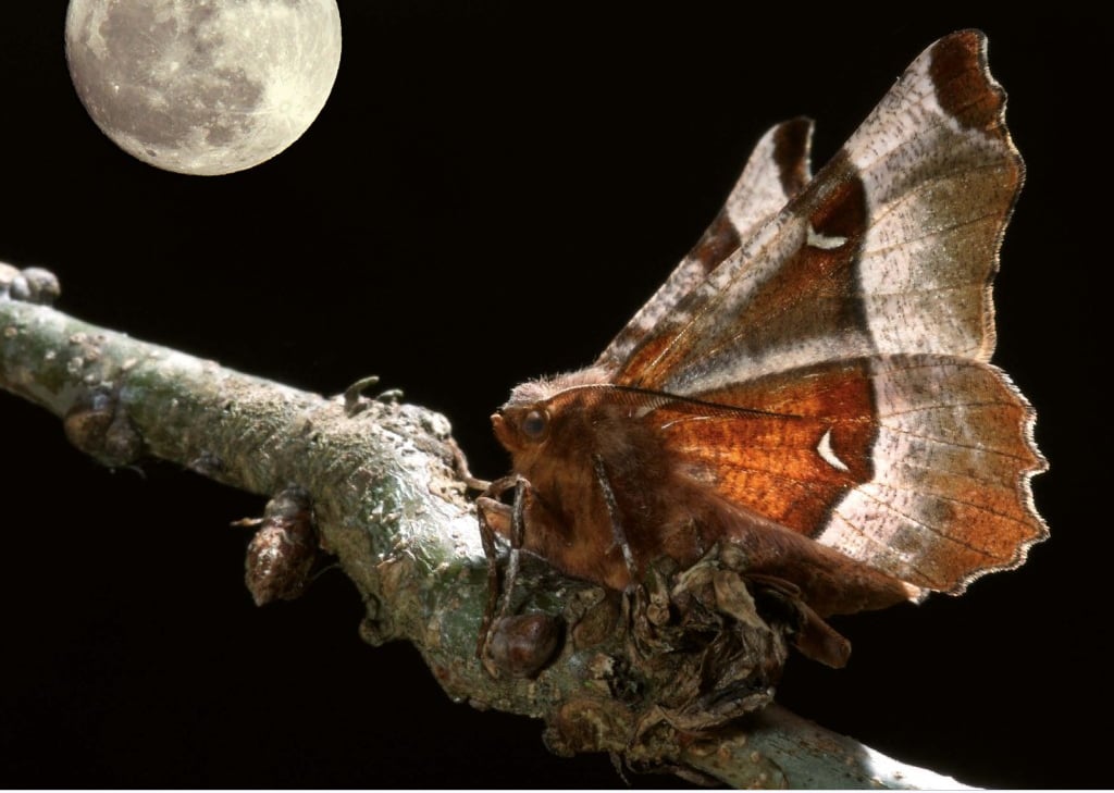 How to help moths to the moon and back | wokingnewsandmail.co.uk
