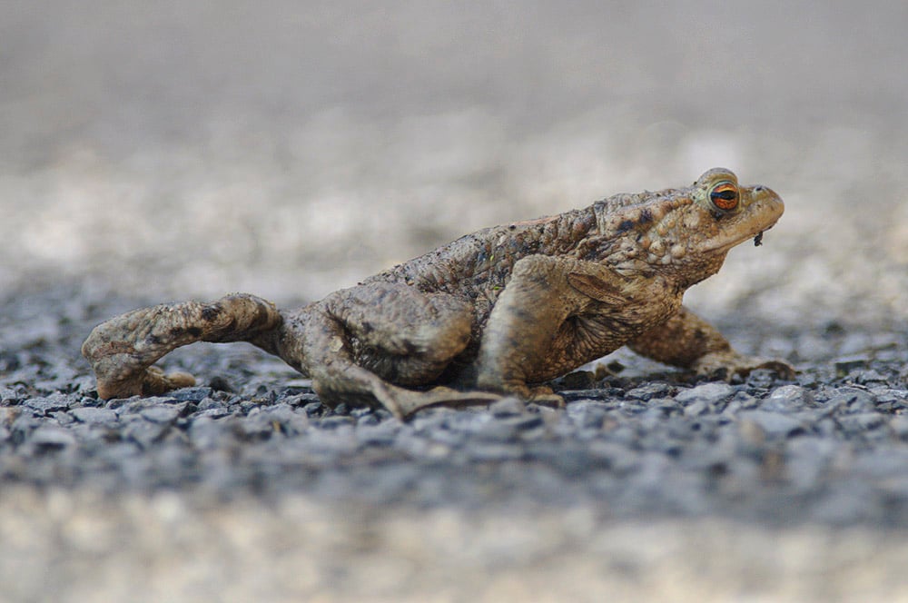 So why did the toad cross the road? | wokingnewsandmail.co.uk