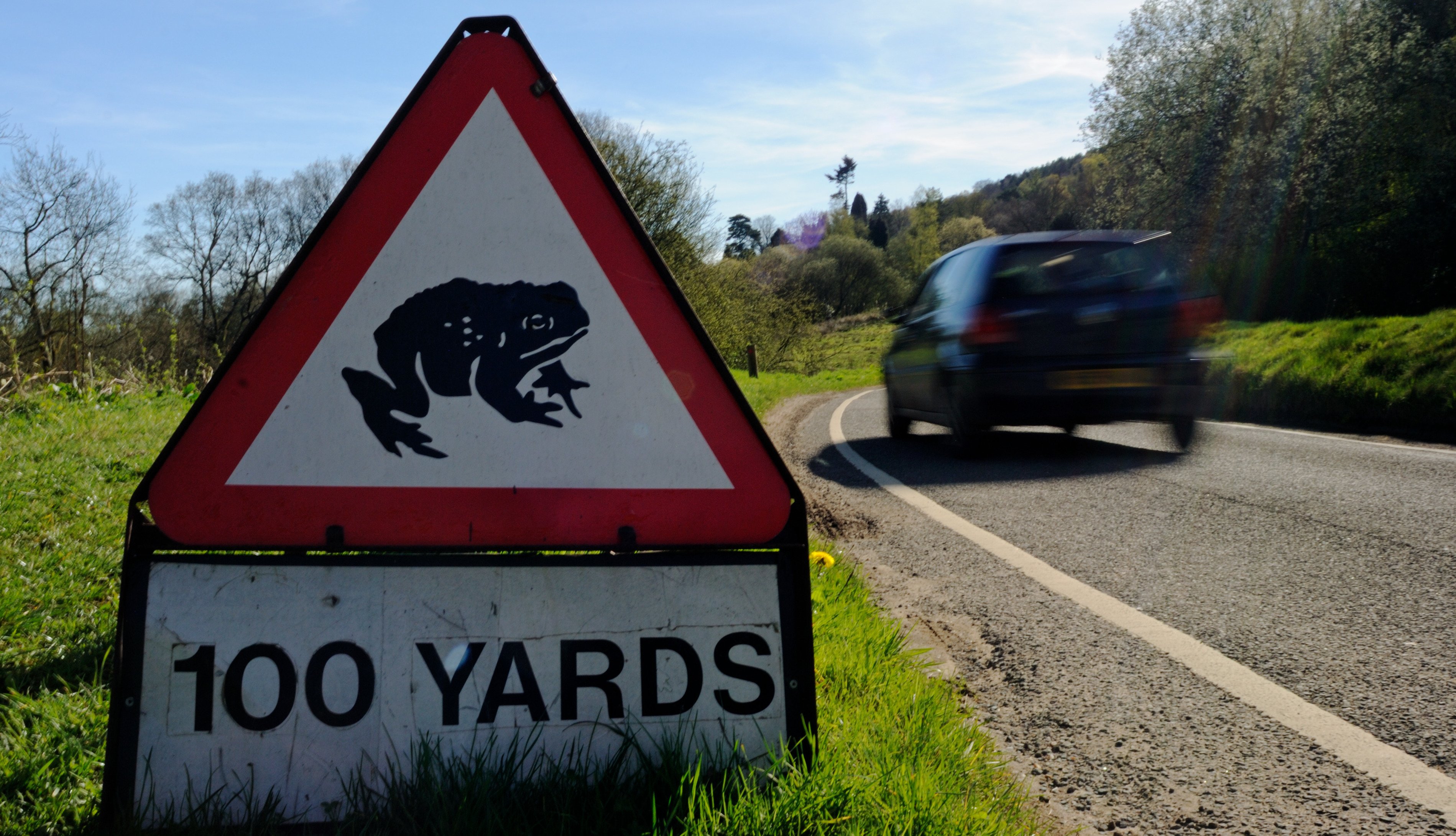So why did the toad cross the road? | wokingnewsandmail.co.uk