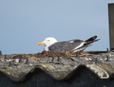 Why calls for gull cull are misplaced | wokingnewsandmail.co.uk