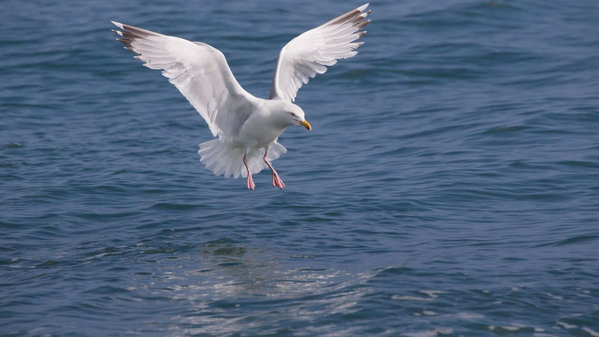 Why calls for gull cull are misplaced | wokingnewsandmail.co.uk