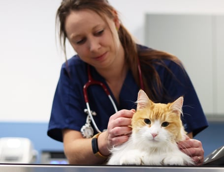 It's a purr-fect time for check-up, says vets based in Normandy ...