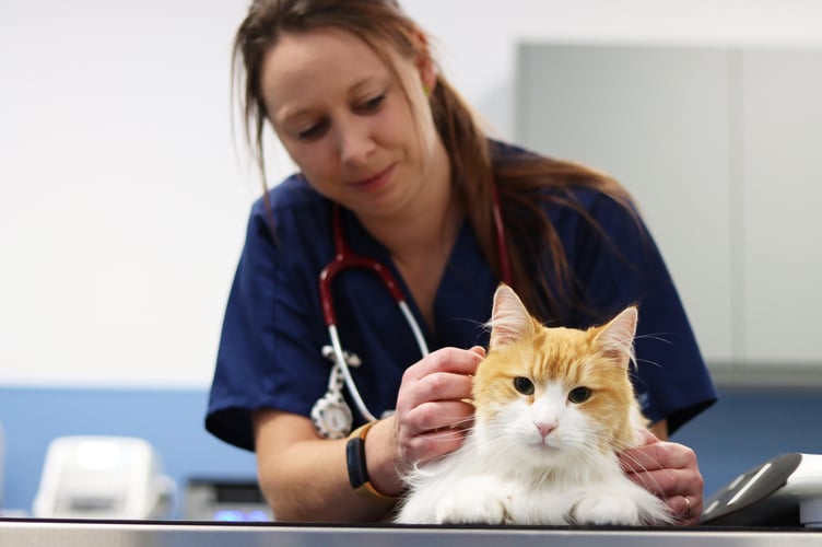 It's a purr-fect time for check-up, says vets based in Normandy ...