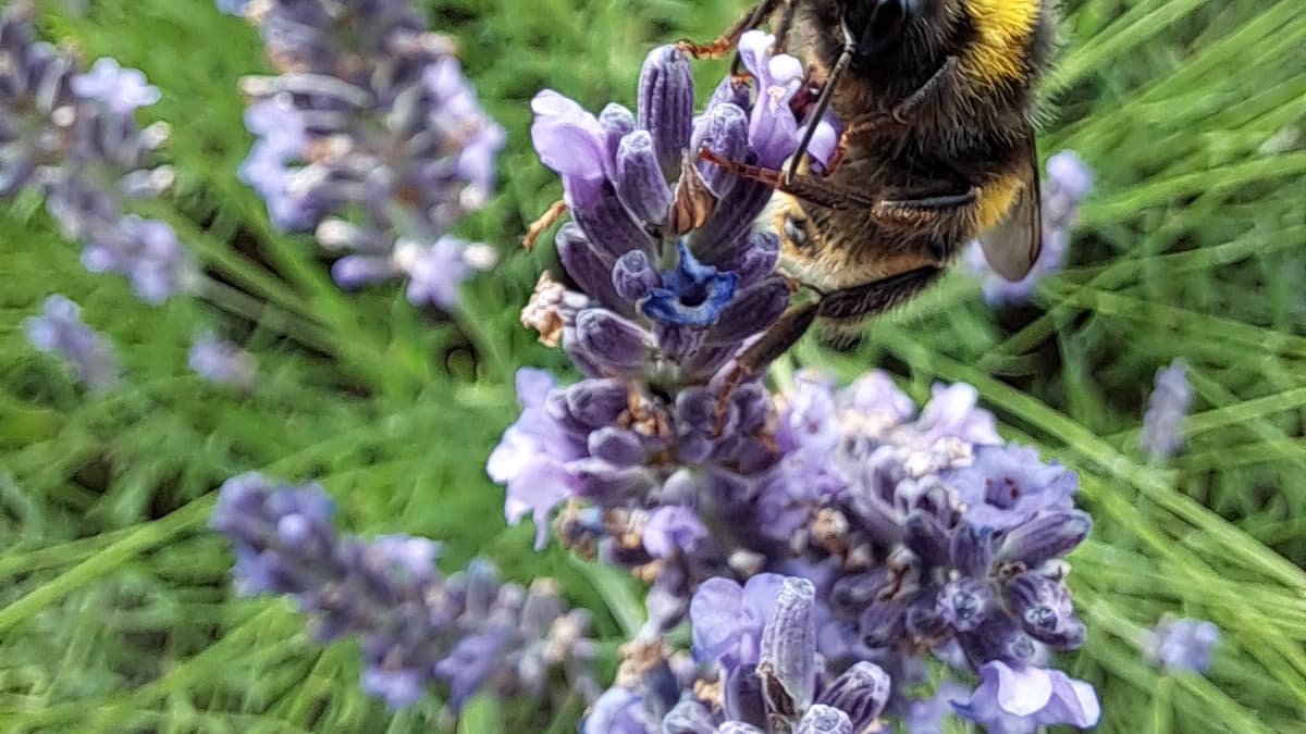 Nature project reaches successful conclusion | wokingnewsandmail.co.uk
